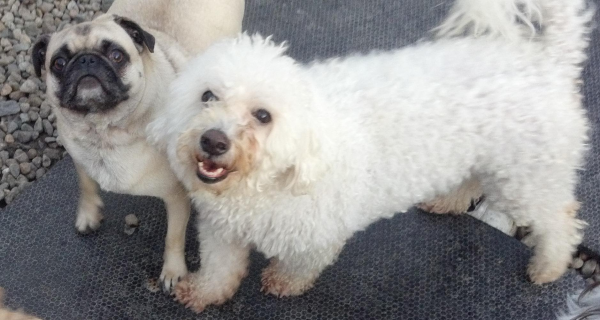 Introducing Mimi the Pug