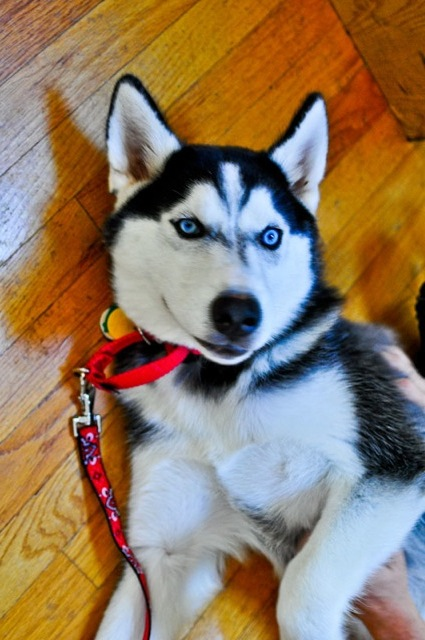 Meet the Newest Gemini Dogs!