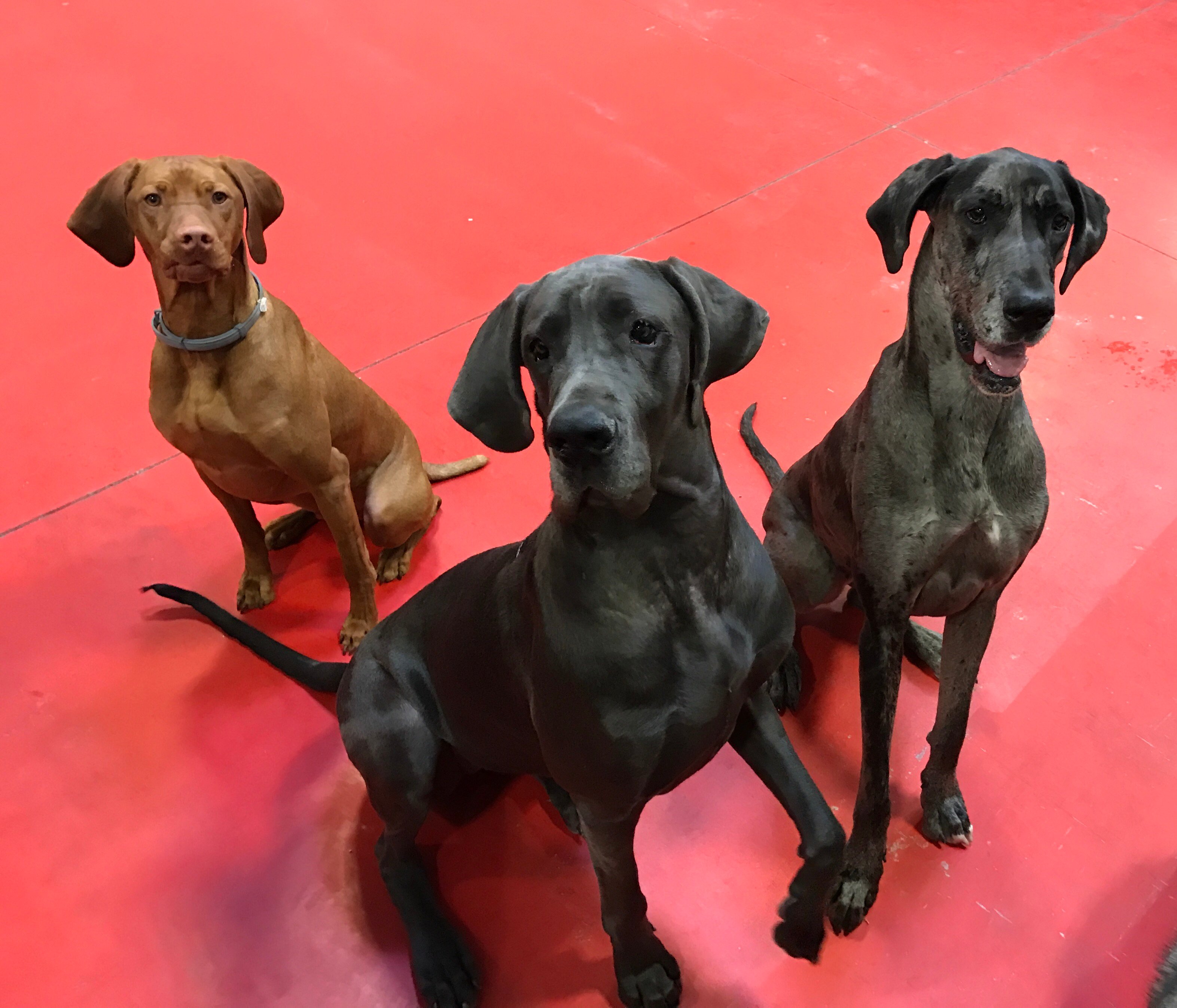 Home Page [www.geminidogs.com]