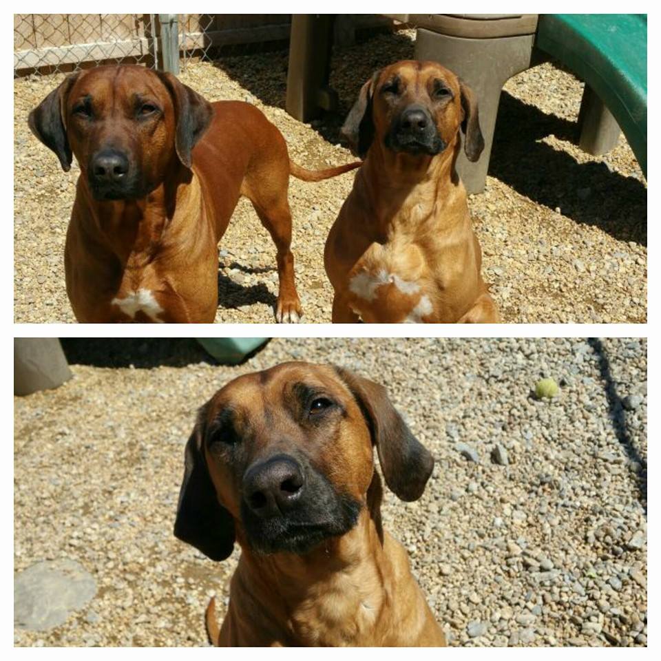 Massachusetts dog training, daycare, boarding - Gemini Dogs, Inc ...