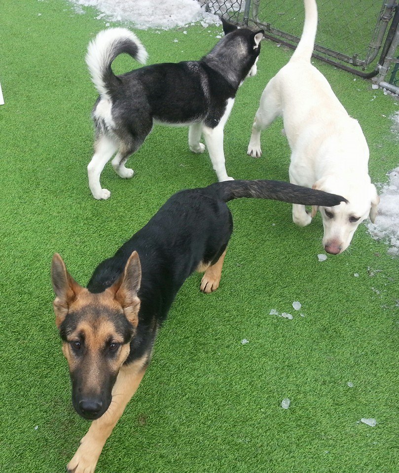 Massachusetts dog training, daycare, boarding - Gemini Dogs, Inc ...