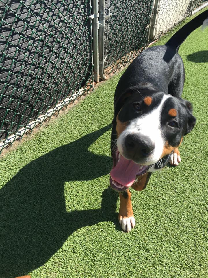 Massachusetts dog training, daycare, boarding - Gemini Dogs, Inc ...